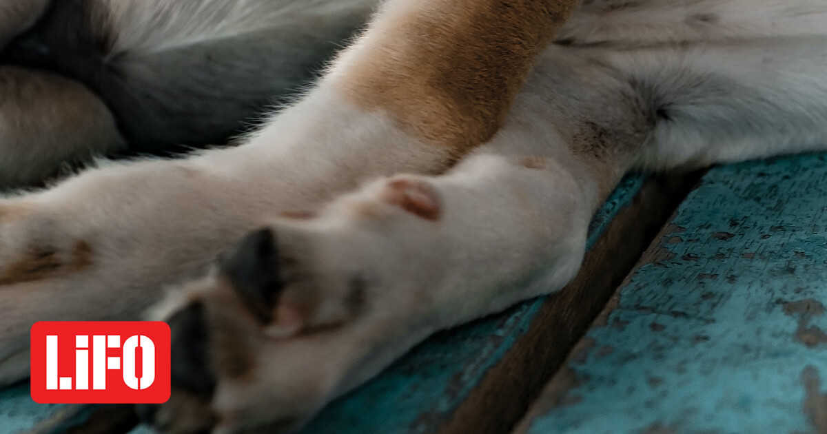 Αράχωβα: Αντιδρά η Ένωση Ξενοδόχων με αφορμή τον φρικτό θάνατο του Όλιβερ - «Δικάζεται μια ...